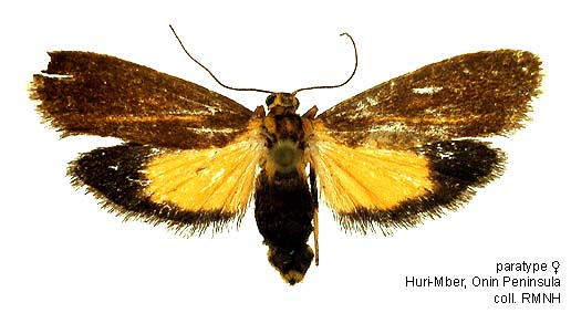 Papua Insects Foundation (Lepidoptera/Erebidae(Arctiinae)/Lambula ...
